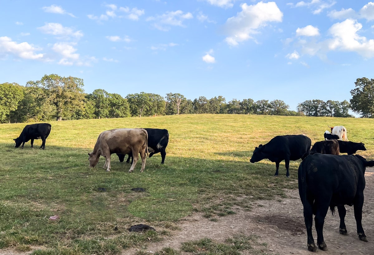 The Best Grass Fed Beef - Living in Normal